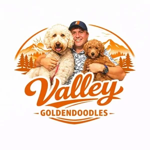 AUTENTICOS GOLDENDOODLES MINI - El Mañana de Reynosa Avisos Clasificados